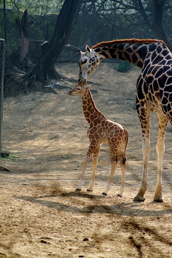 1,684 Old Giraffe Stock Photos - Free & Royalty-Free Stock Photos from ...