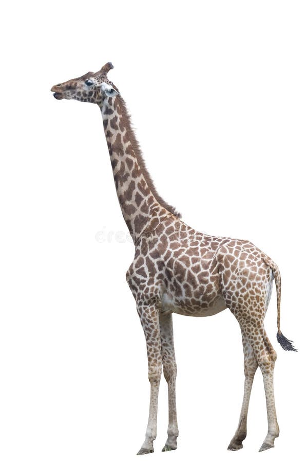 Giraffe Side View stock image. Image of tall, horns, giraffe - 706481