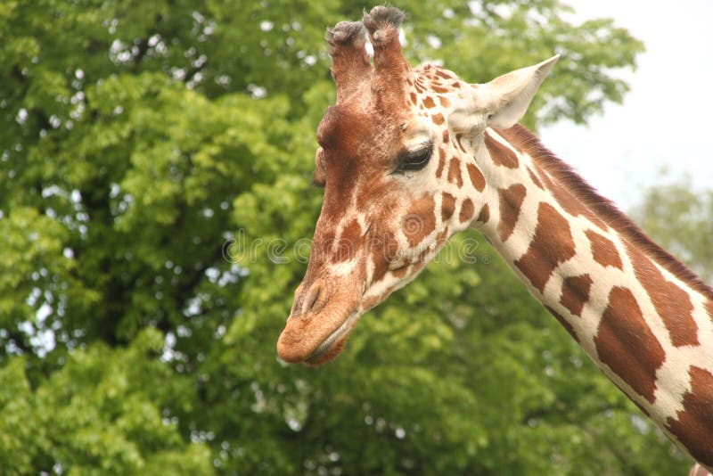 Giraffe stock photo. Image of animal, horned, camouflage - 9311854