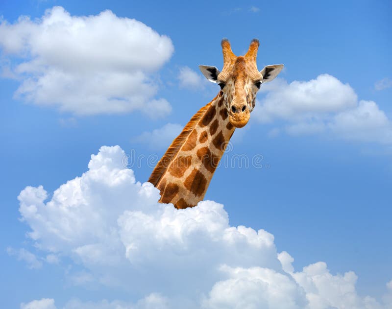 Giraffe above clouds stock image. Image of africa, funny - 65168179