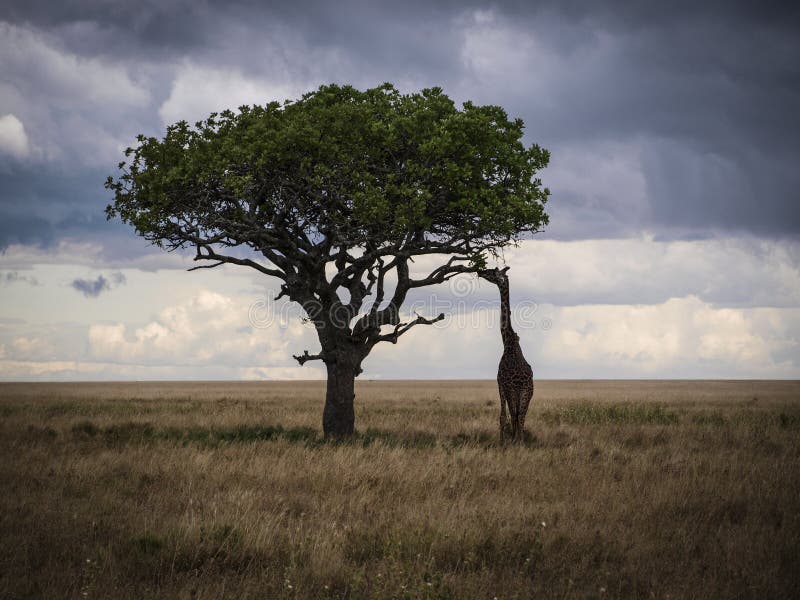 Giraffe and acacia stock photo. Image of cloud, tanzania - 30919540
