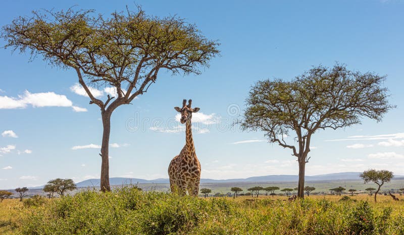 Giraffe in Acacia Tree Forest Stock Photo - Image of africa, tree ...