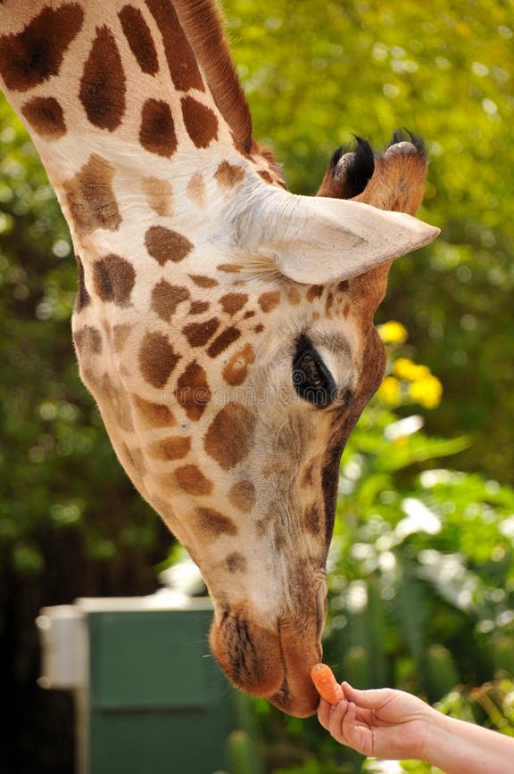 Giraffe Accepts Carrot from a Human S Hand Stock Photo - Image of ...
