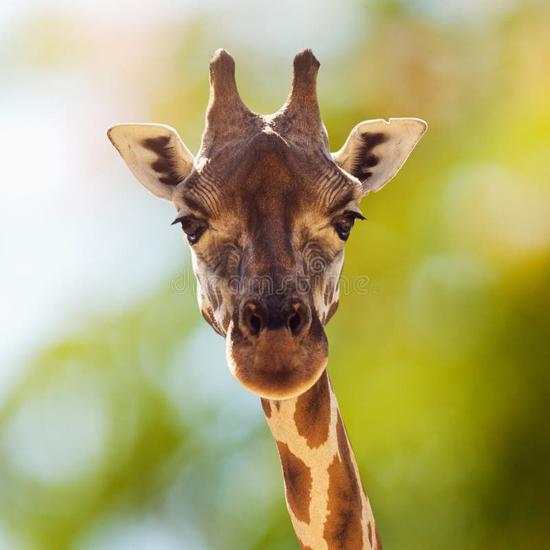 646 Front View Giraffe Stock Photos - Free & Royalty-Free Stock Photos ...