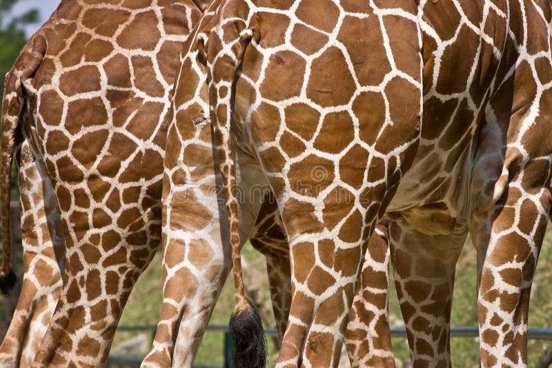 Giraffe back´s stock image. Image of curious, giraffes - 10701143