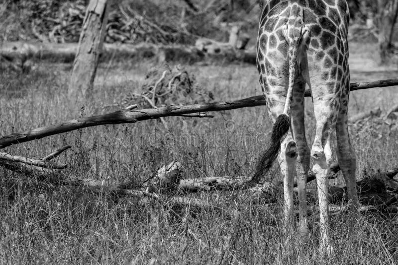 529 Backside Animals Stock Photos - Free & Royalty-Free Stock Photos ...