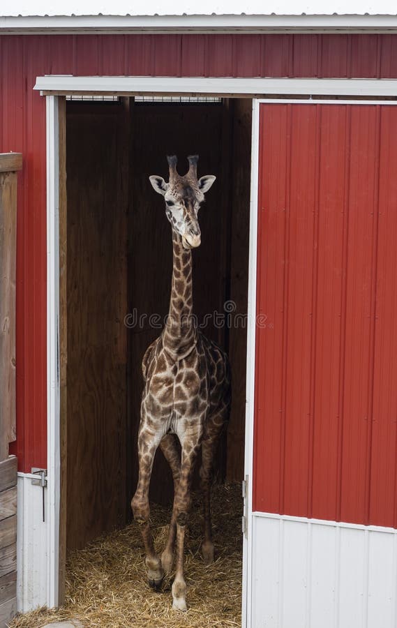 Giraffe in barn stock image. Image of wild, africa, tall - 34838583