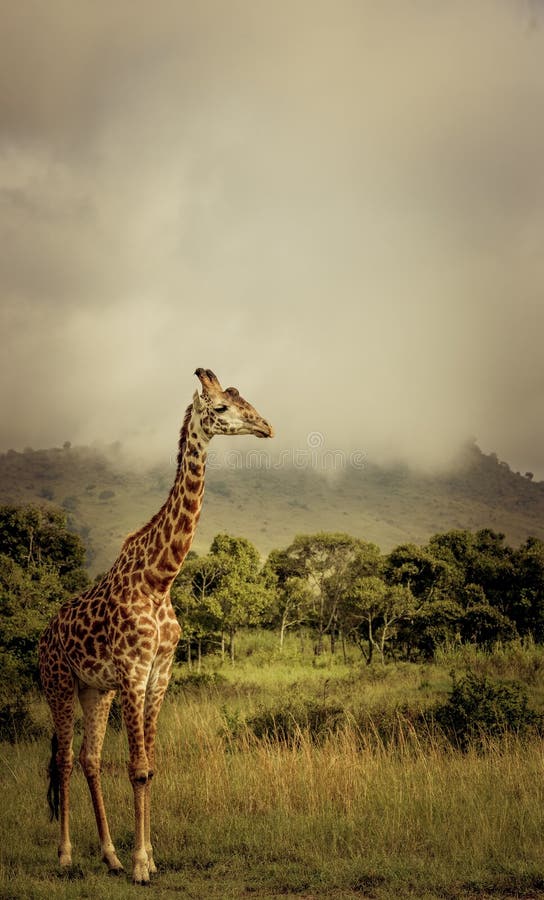 Moose from Behind in the River Stock Image - Image of moose, foret ...