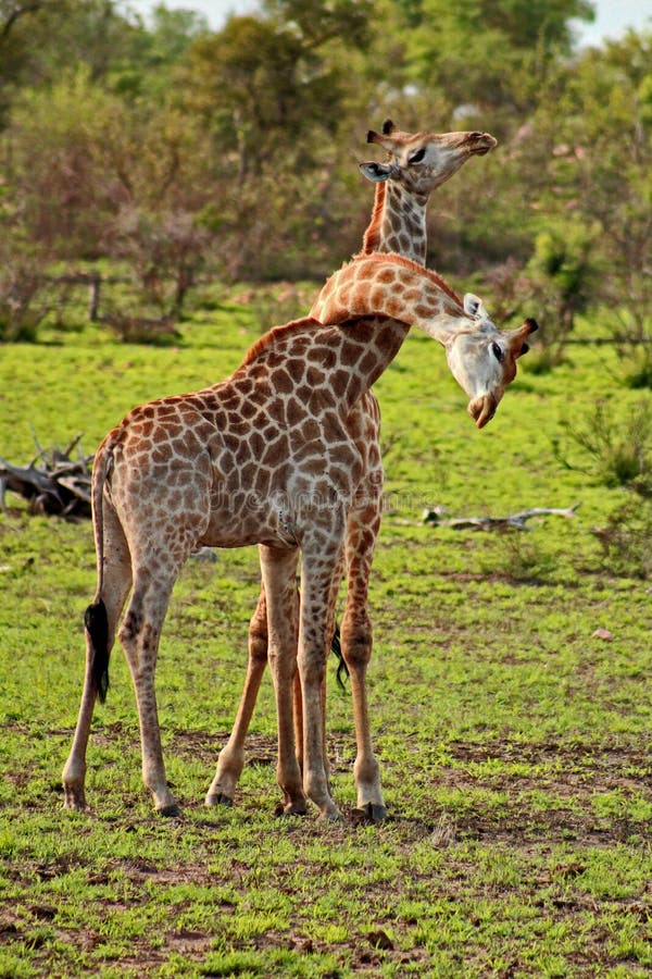 Giraffe in battle stock photo. Image of prairie, mammal - 238212008