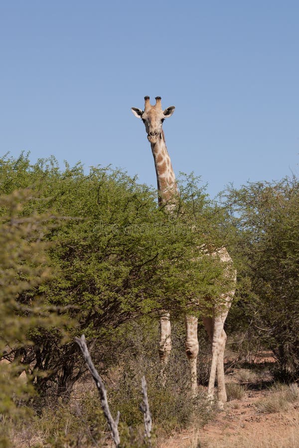 Giraffe behind the bush stock photo. Image of stand, nature - 35232644