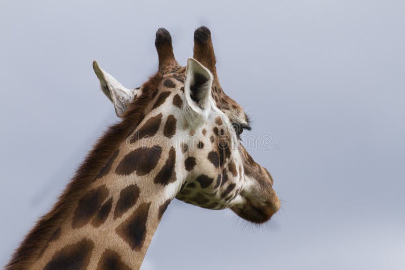 Behind of a giraffe stock photo. Image of wildlife, mammal - 1959928