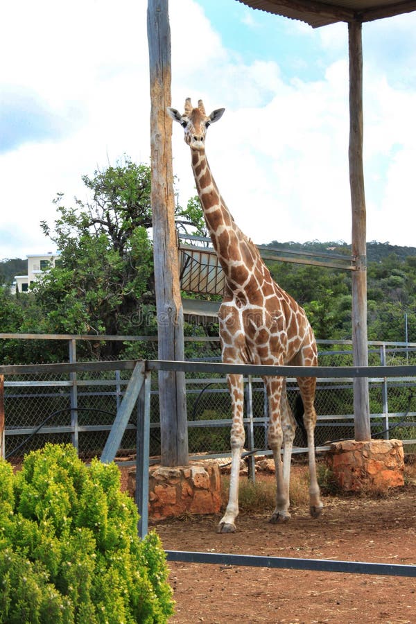 Giraffe Behind Grid of Open-air Cage Stock Image - Image of openair ...