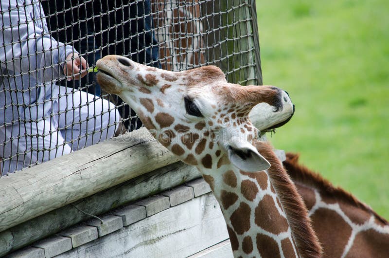 Hand Fed Giraffe stock photo. Image of animal, outdoors - 29069184