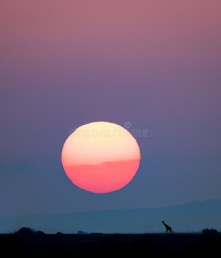 Giraffe Below Sun Setting Over Kenya Stock Photo - Image of bushes ...