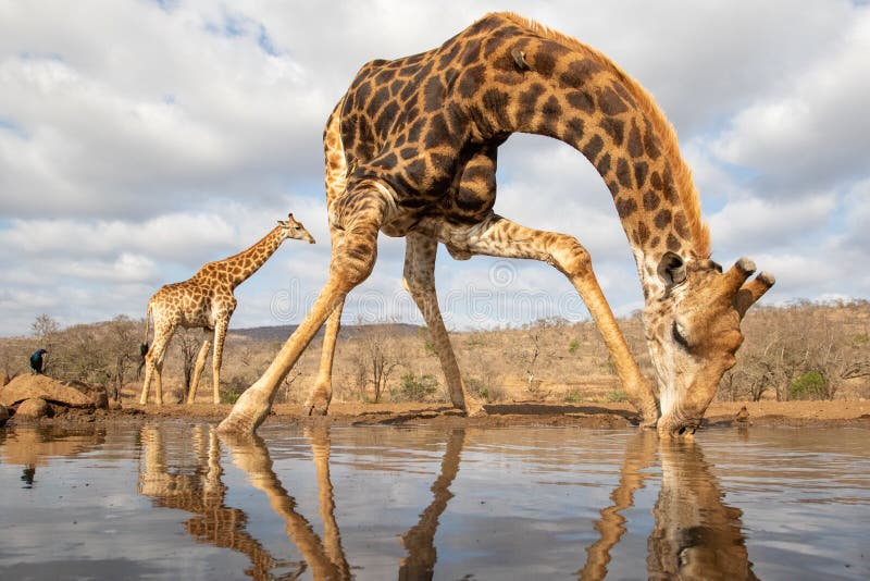 Two giraffes at pool stock photo. Image of standing - 104166640