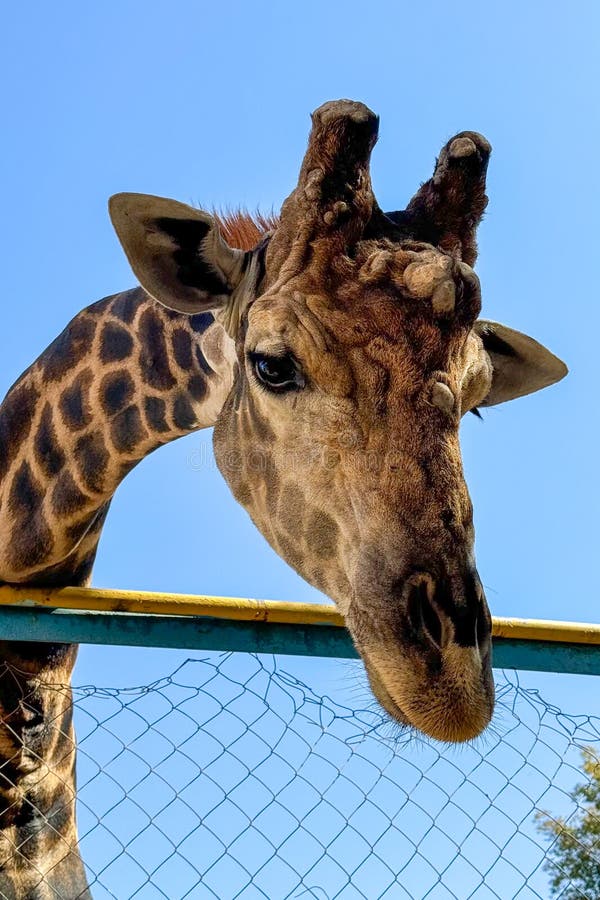 A Giraffe Bends Down, Captured from a Low Perspective. Its Long Neck ...
