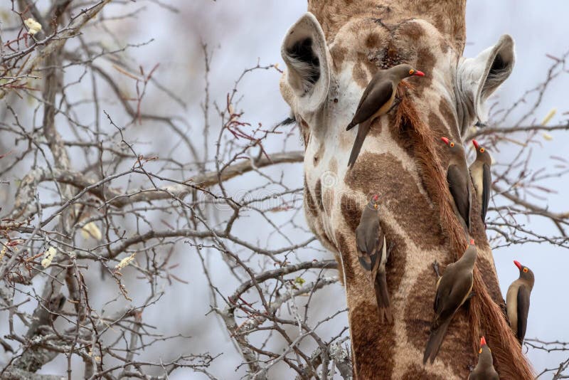 Giraffe and birds stock photo. Image of southafrica - 258529862
