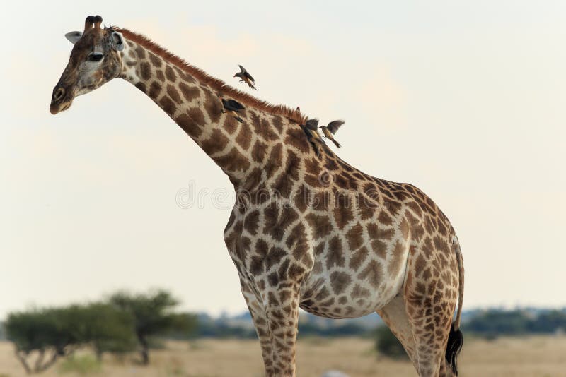 Giraffe with birds stock photo. Image of nature, herbivore - 42291746