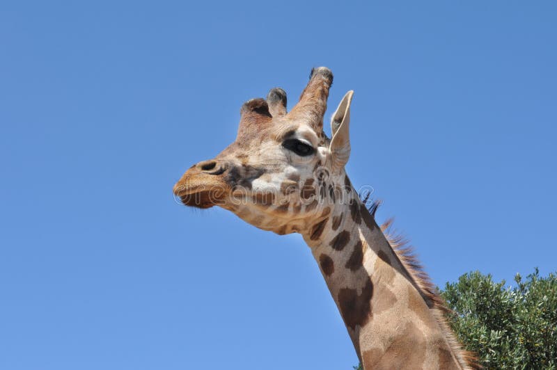 Giraffe with Blue Background Stock Photo - Image of mammal, savannah ...