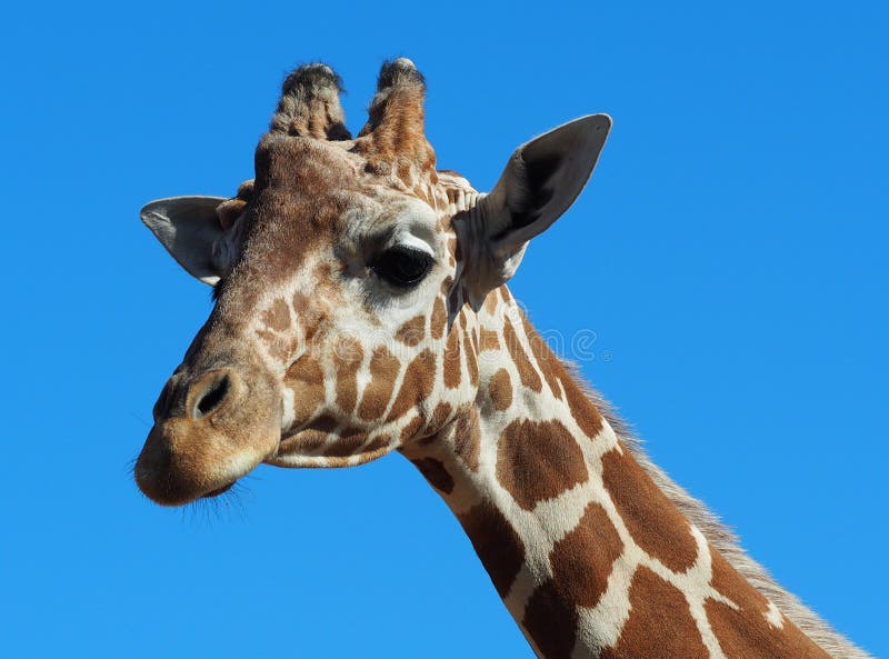 Giraffe on blue background stock photo. Image of background - 40372218