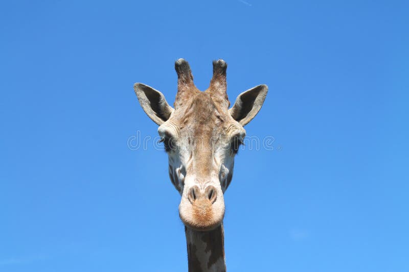 Giraffe on Blue Sky Background Stock Photo - Image of kaliningrad, blue ...