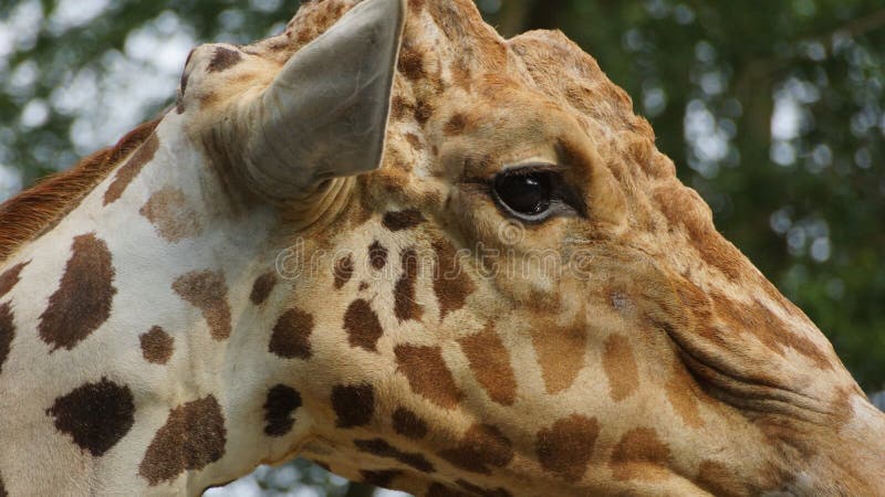 Giraffe Body Pattern Up Close Stock Image - Image of animals, animal ...