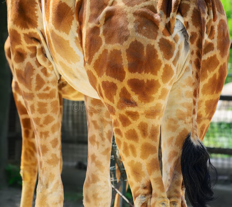 Giraffe muscle stock photo. Image of nature, african - 52991074