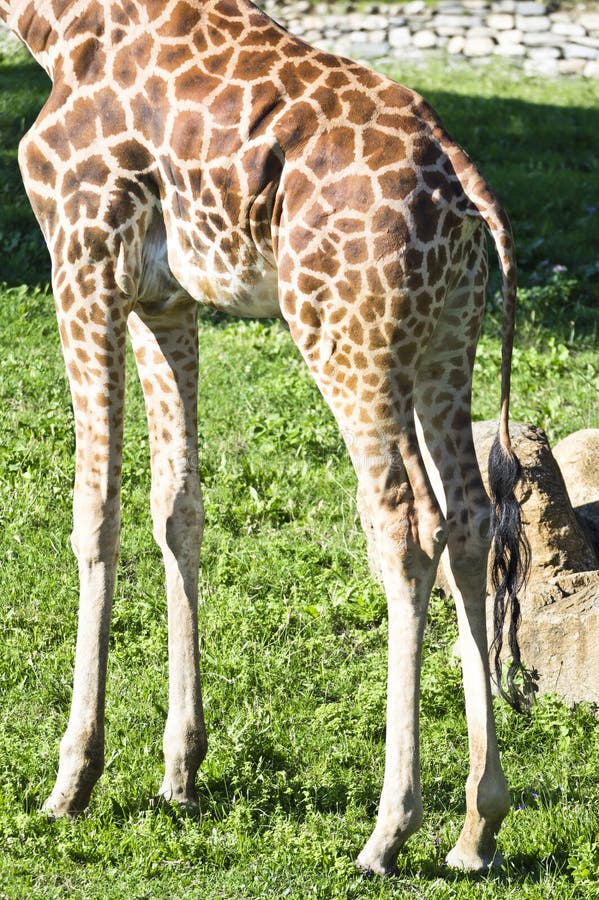 Giraffe Body stock image. Image of wild, safari, body - 56791247