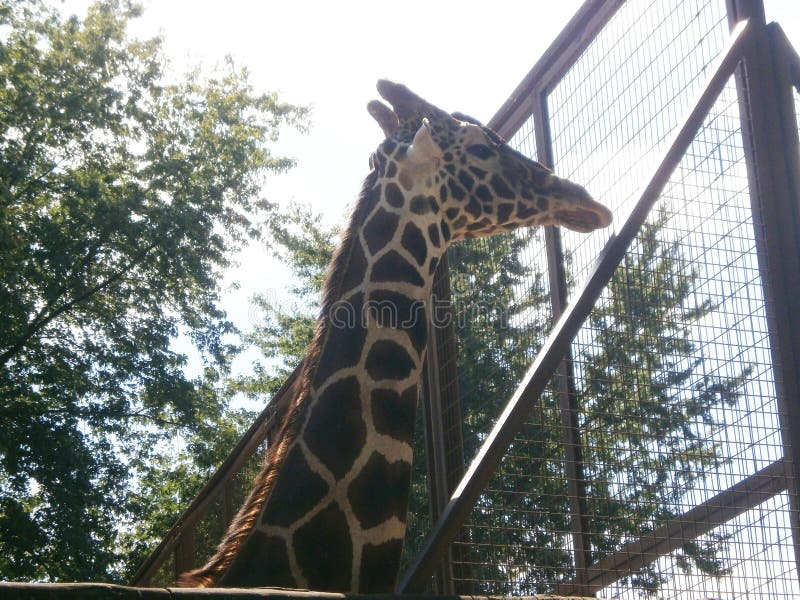 Giraffe Bottom Stock Photos - Free & Royalty-Free Stock Photos from ...