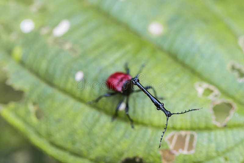 Giraffe Bug Macro Wildlife in Madagascar Stock Photo - Image of specie ...