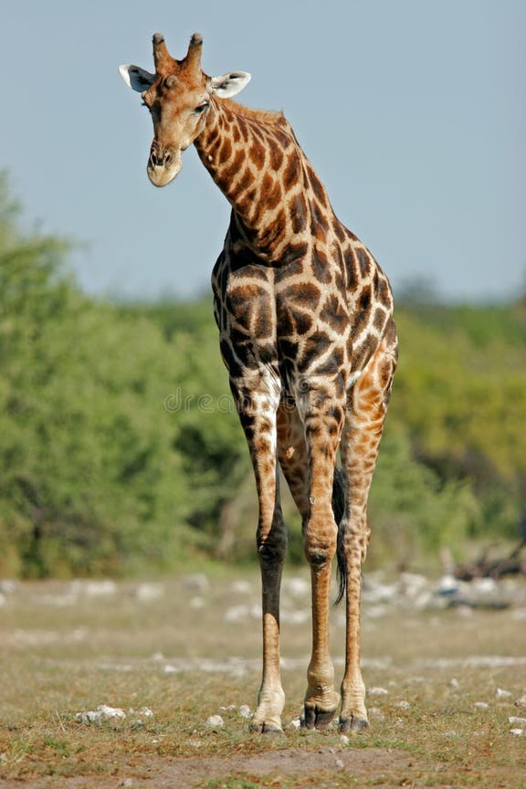 Giraffe bull stock image. Image of body, neck, natural - 1493657