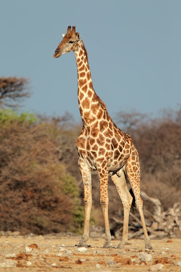 Giraffe bull stock image. Image of namibia, savanna, neck - 34181247
