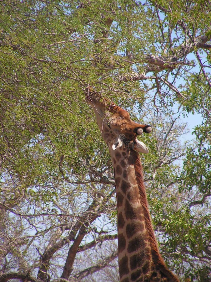 Giraffe Busy Nibbling on the Branches of a Tree Stock Photo - Image of ...