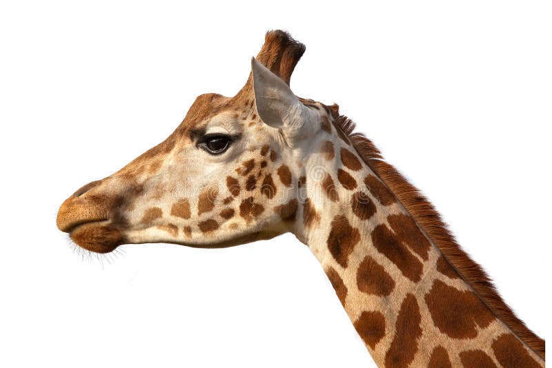 Giraffe Camelopardalis Head Shot Profile Close Up Stock Photo - Image ...