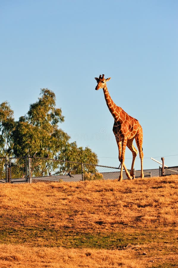 Giraffe in captivity stock photo. Image of walking, outside - 8723680