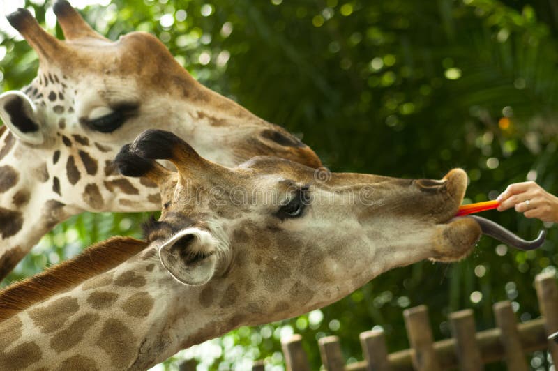 Giraffe and Carrot stock photo. Image of lips, eyes, feed - 12675632
