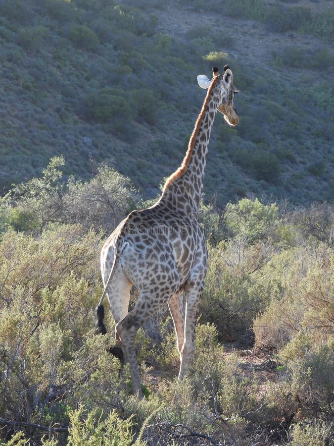 Giraffe Casually Strolls Away from the Camera Stock Photo - Image of ...
