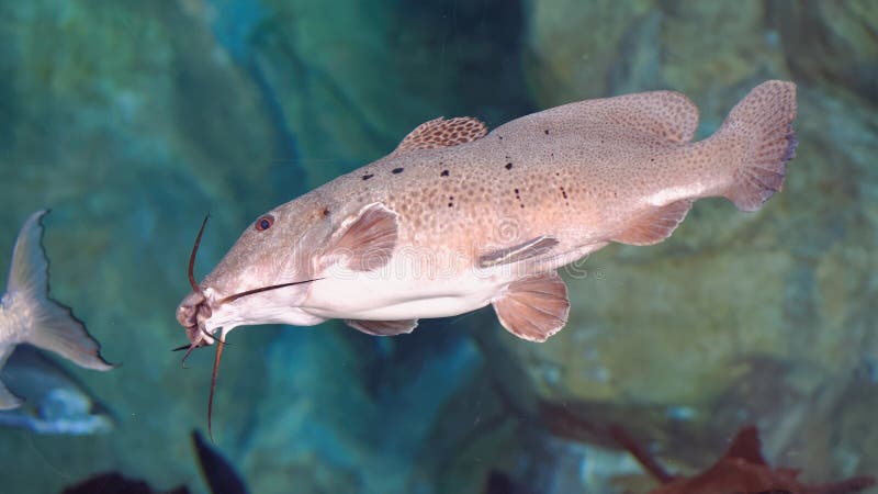 Giraffe Catfish Stock Photo - Image: 36947320