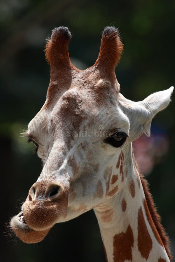 Giraffe chewing stock image. Image of wildlife, silhouettes - 7524253