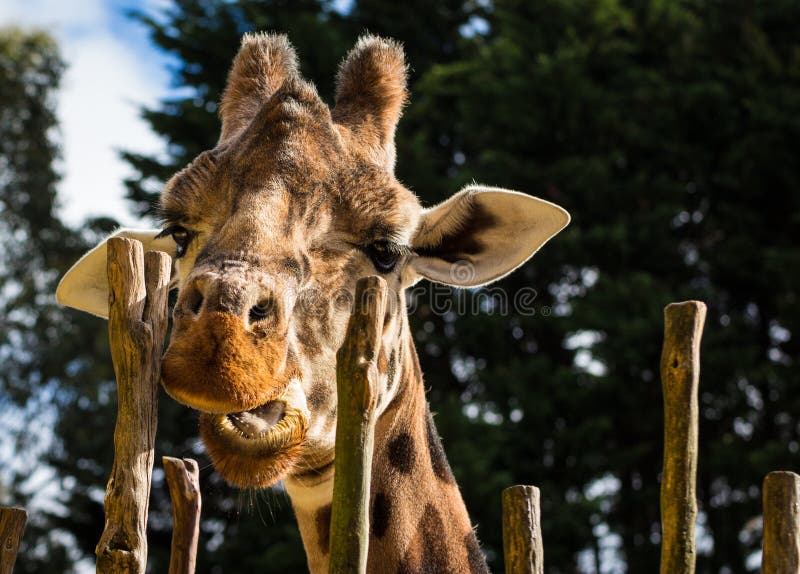 465 Giraffe Chewing Stock Photos - Free & Royalty-Free Stock Photos ...