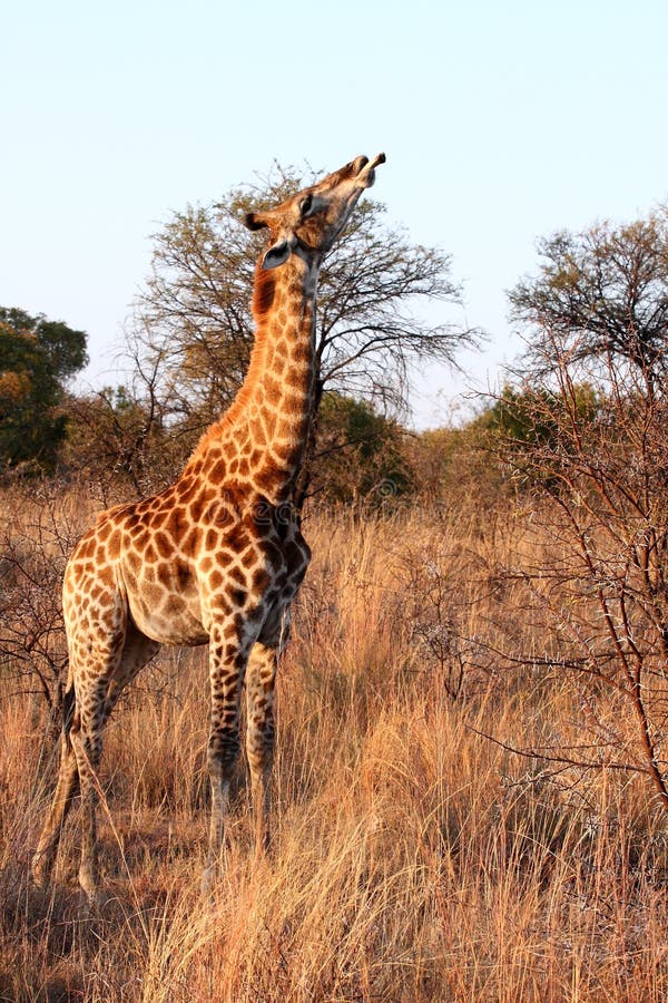 Giraffe chewing a bone stock image. Image of single, remains - 10659107
