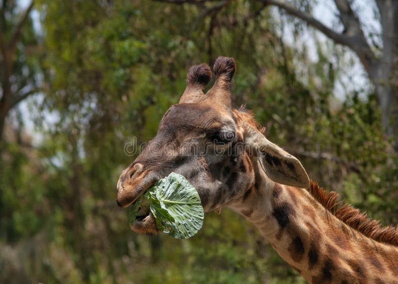 Giraffe Chewing a Leaf of Cabbage Stock Photo - Image of head, giraffa ...