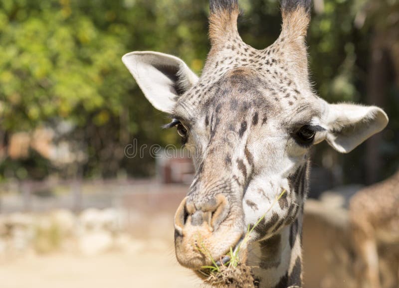 Giraffe chewing grass. stock image. Image of giraffe - 73076853