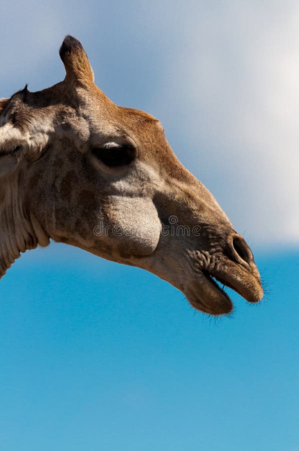 Giraffe Chewing stock photo. Image of savanna, wildlife - 111447916