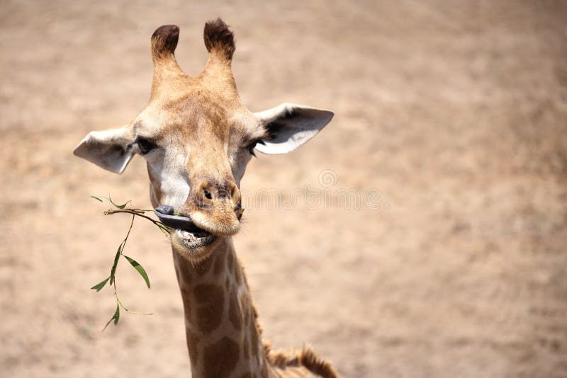 Giraffe Chewing stock image. Image of african, eating - 32054053