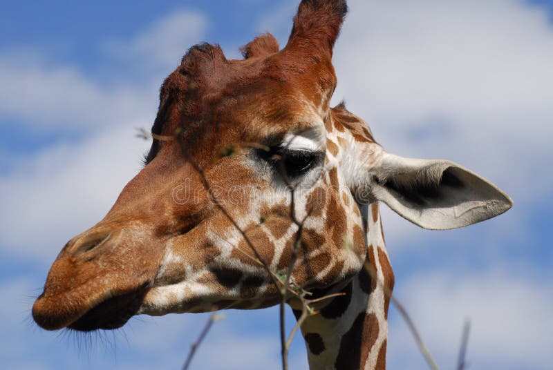 Giraffe Chewing Leaves stock image. Image of twig, mammal - 110233485
