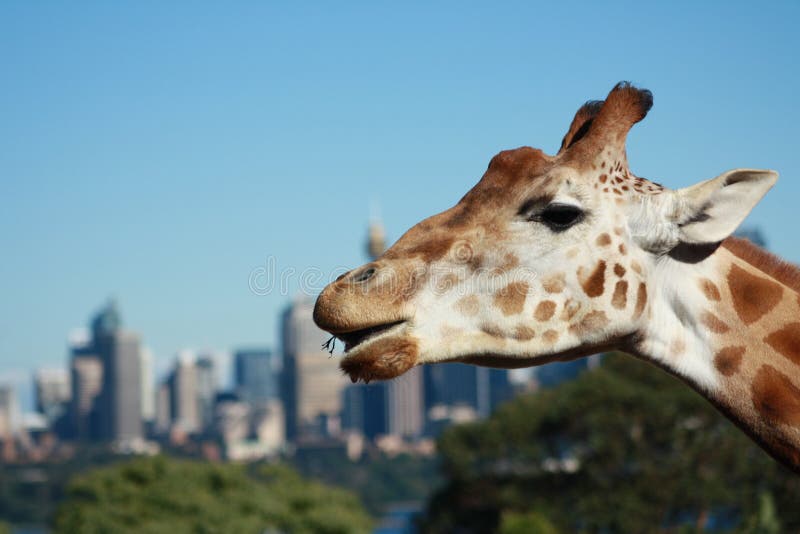 Giraffe and City stock photo. Image of sight, sydney, head - 9693298