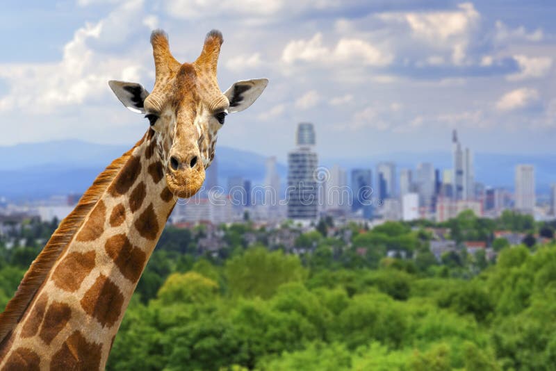 2+ Giraffe city background Free Stock Photos - StockFreeImages