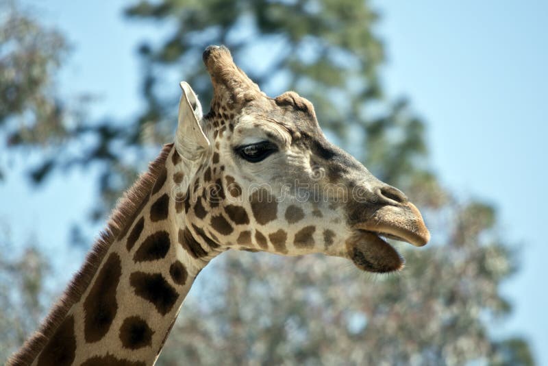 Giraffe side view stock image. Image of brown, eyes - 127484455