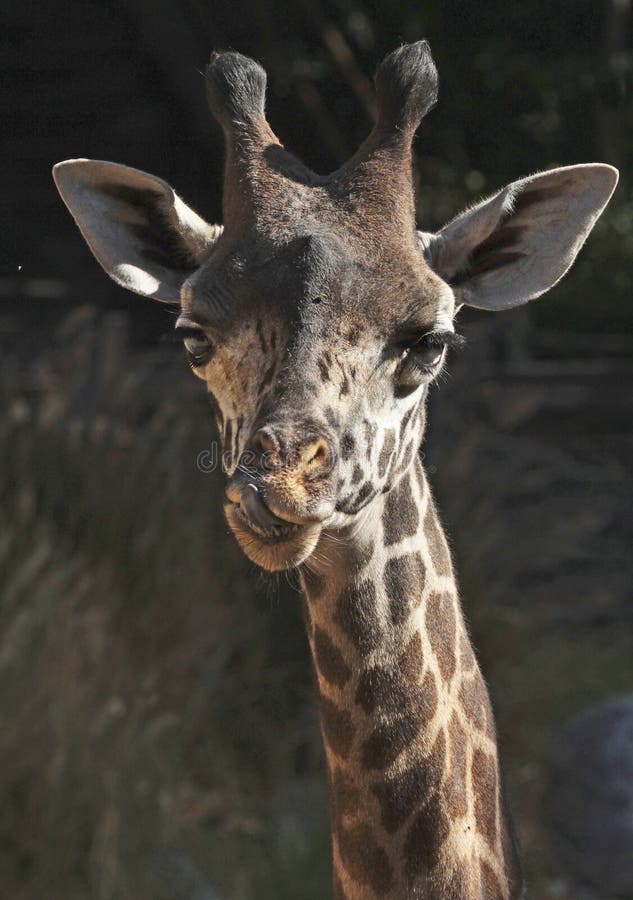 346 Giraffe Lips Stock Photos - Free & Royalty-Free Stock Photos from ...